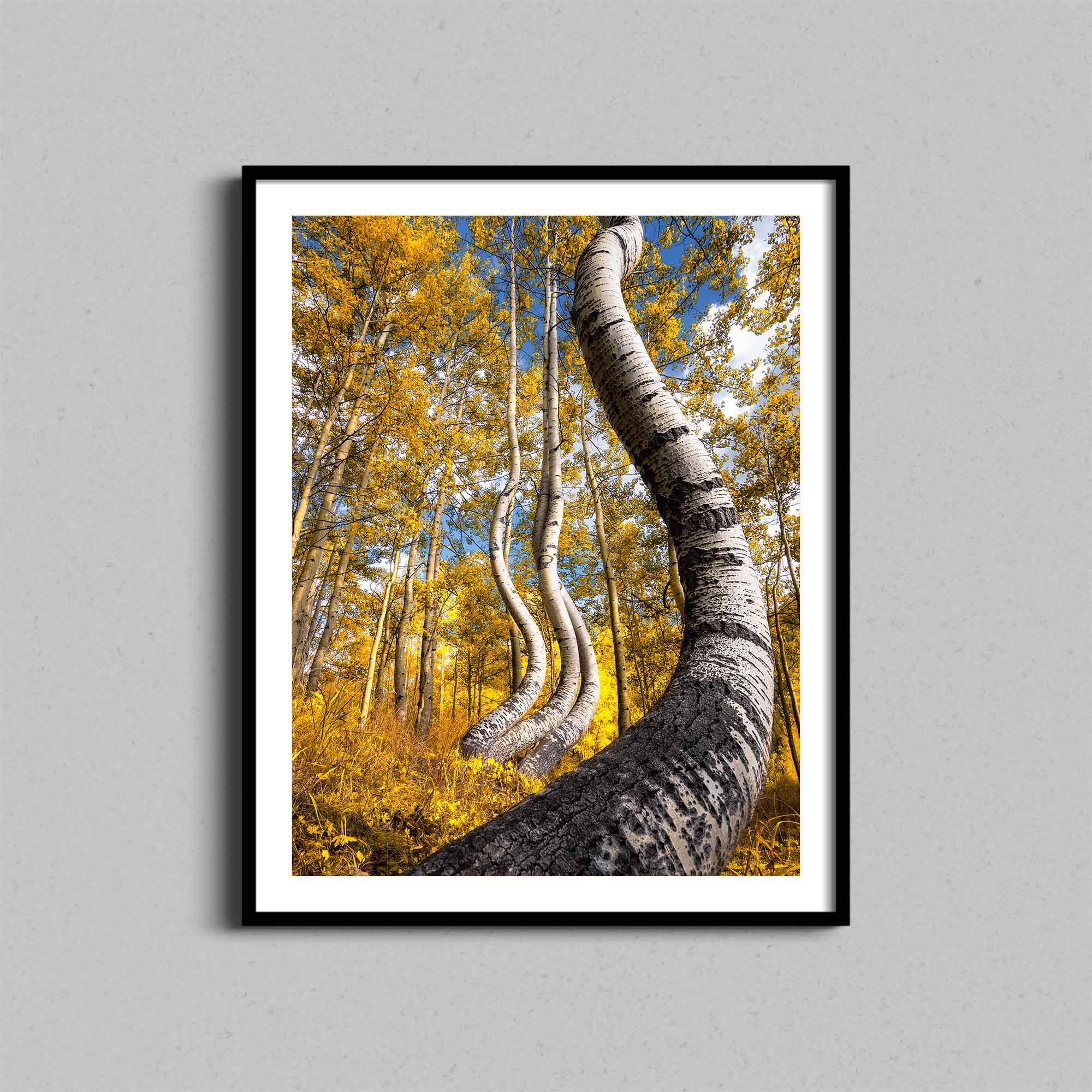 Dancing Autumn Aspen Trees Print | Casey Mac Prints