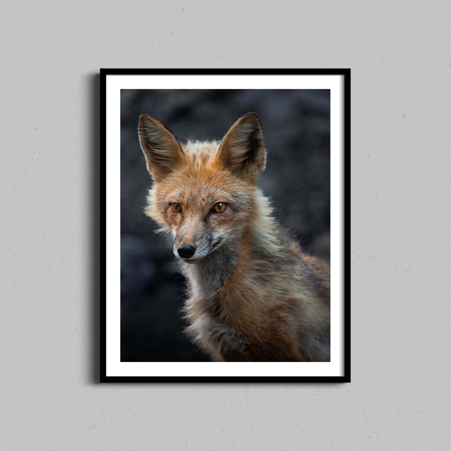 Red Fox Print | Casey Mac Photography
